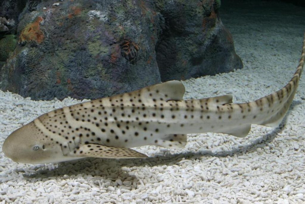 Interesting Facts About Zebra Sharks - Facts